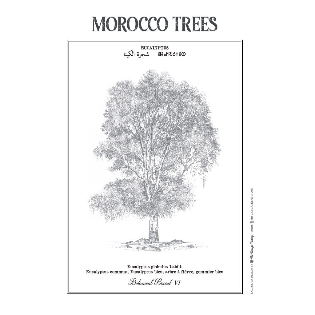EUCALYPTUS Botanical Board Poster – MyTindy