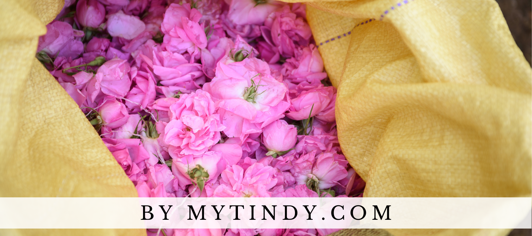 The benefits and uses of rose and rose water – MyTindy